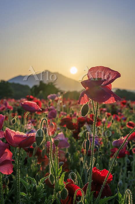 小貝川ふれあい公園のポピー 茨城県 下妻市 224546094 の写真素材 アフロ