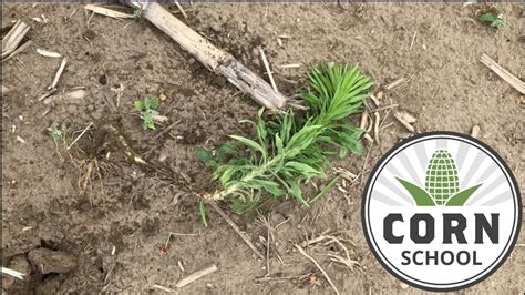 Corn School How Tillage Impacts Weed Control Youtube