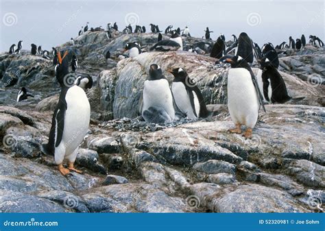 Пингвины Gentoo и цыпленоки Pygoscelis Папуа на Rookery в гавани рая