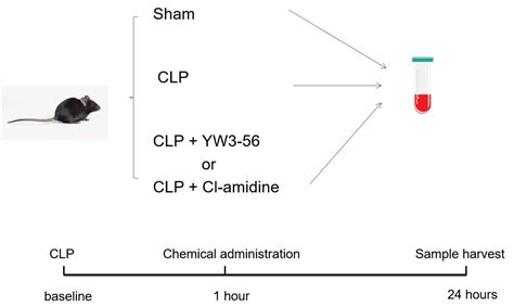 Evaluation Of A Reliable Biomarker In A Cecal Ligation And Puncture