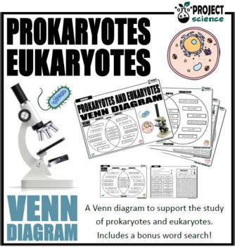 Prokaryotes And Eukaryotes Venn Diagram By PROJECT Science TpT