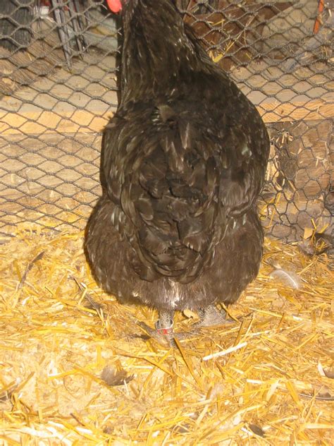 Java Breeders Black Javas