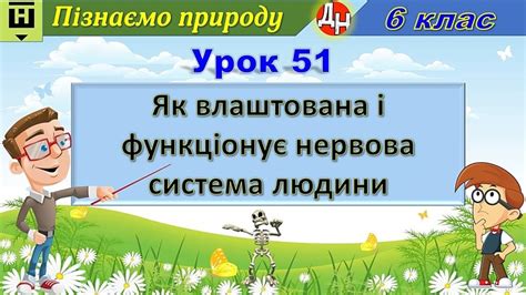 Відеоурок “Як влаштована і функціонує нервова система людини