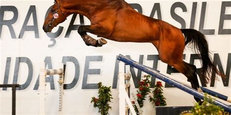 A beleza e a funcionalidade do cavalo brasileiro de hipismo em São