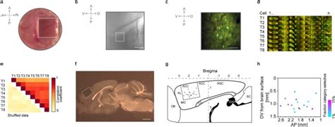 Mouse Prefrontal Cortex Represents Learned Rules For Categorization Pmc