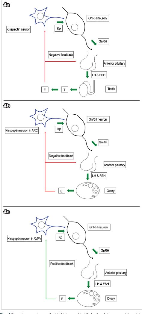 Figure 4 From Kisspeptin Signalling And Its Roles In Humans Semantic