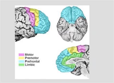 Executive Function Flashcards Quizlet