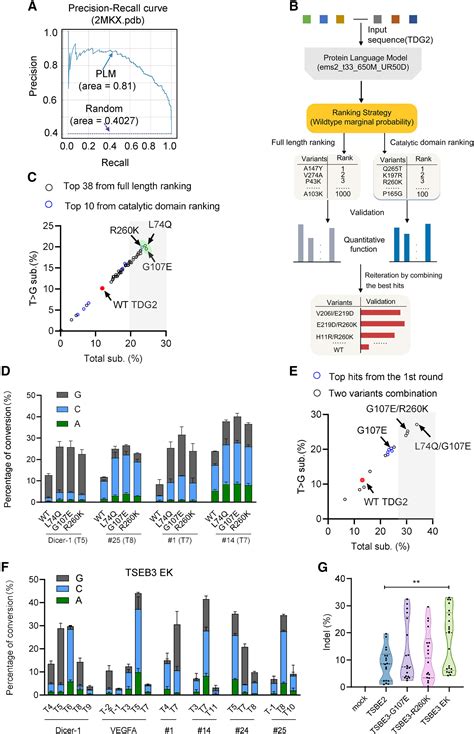 Protein Language Models Assisted Optimization Of A Uracil N Glycosylase Variant Enables