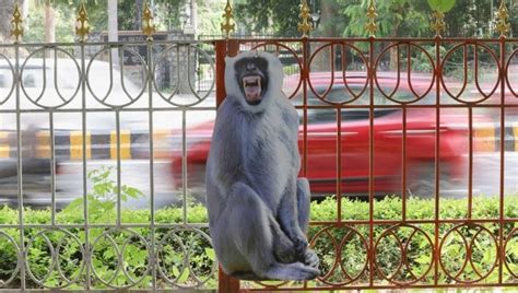 G20 Summit Are Monkeys The Big Scare For Leaders Coming To Delhi