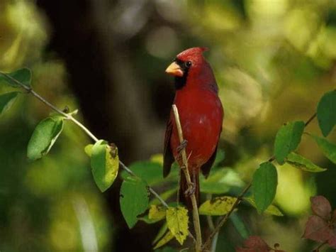 10 Birds With Crested Heads Explained And With Pictures