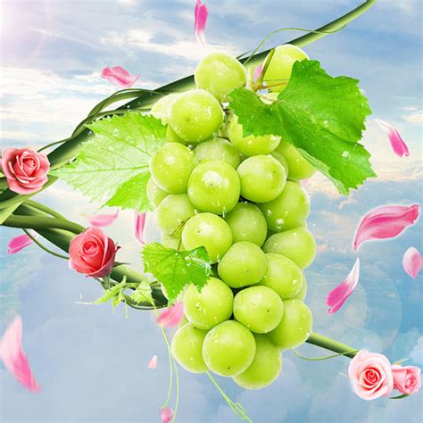 阳光玫瑰香印提子无籽青提