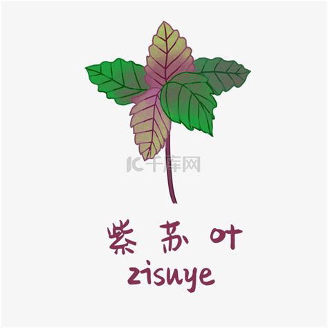 手绘彩色中药紫苏叶装饰画素材图片免费下载 千库网