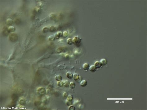 Xanthophyceae Класс Class Xanthophyceae 7 отрядов