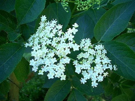 Common Elder Sambucus Nigra
