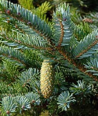 Picea bicolor (ель двухцветная) | Зеленый город