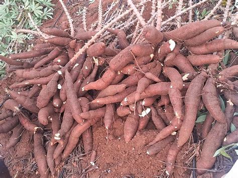 Radish A Grade Fresh Cassava Root Packaging Type Gunny Bag Packaging Size 50 Kg At ₹ 30kg