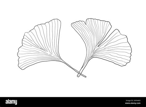 Ginkgo Leaf Doodle Drawing Sketch Japanese Ginkgo Biloba Vector Two