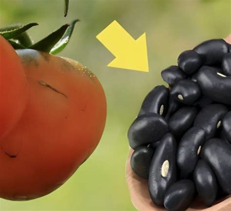 Which Vegetables Need Hilling And Which Ones Dont Advice From