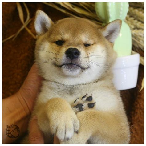 怎样辨别纯种柴犬幼犬 宝贝它