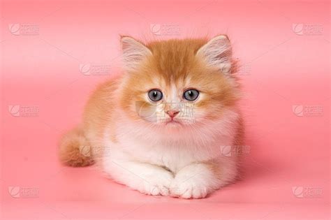 许多英国短毛猫很有趣
