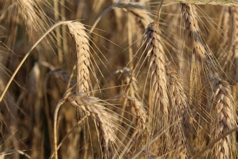 13 Best Wheat Flours For Making Chapati Nomlist