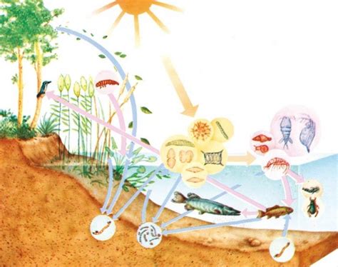 Concepto De Ecosistema Escuelapedia Recursos EducativosEscuelapedia