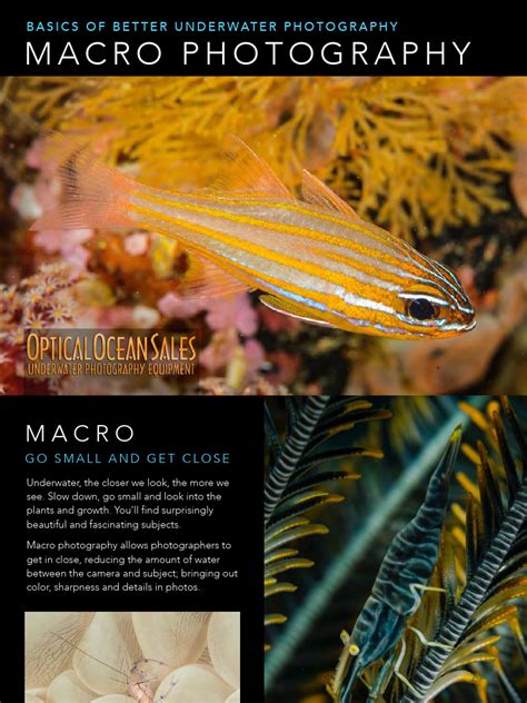 Basics Of Macro Photography Pdf Macro Photography Aperture
