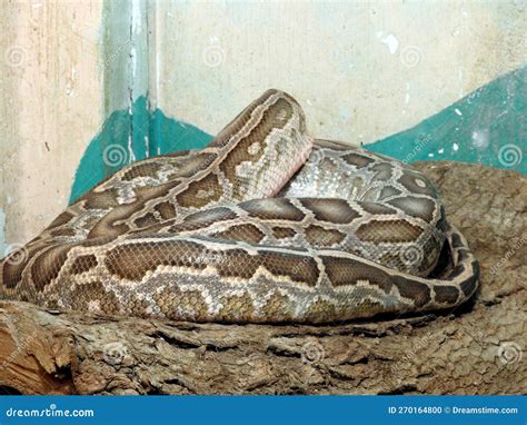 the indian python python molurus native to tropical and subtropical