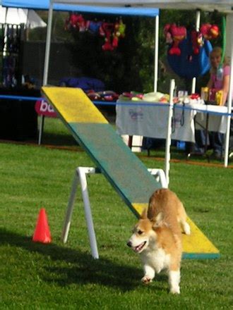 Pembroke Welsh Corgi Wikipedia