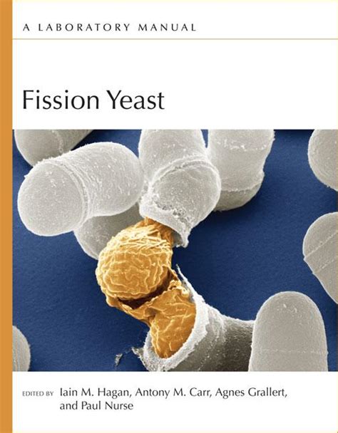 Fission Yeast A Laboratory Ma [image] Eurekalert Science News Releases