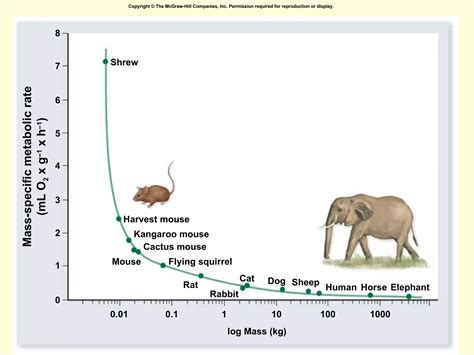How Do Organisms Maintain Body Temperature Ppt