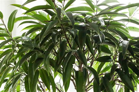 Learn All About Ficus Trees — Stump ‣ Plants · Wares · Community