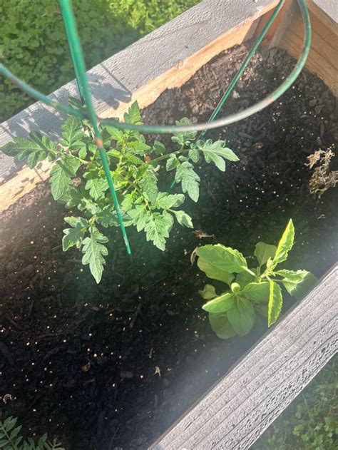 Tomato Leaf Discoloration Rgardening