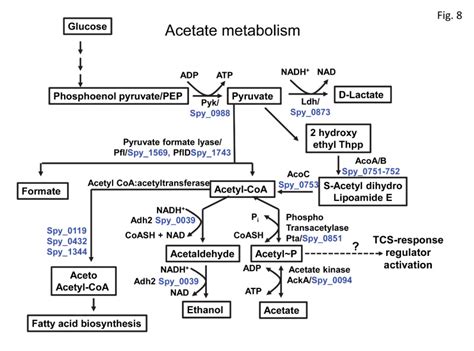 Figure 8 [acetate Metabolism Pathways For Partially