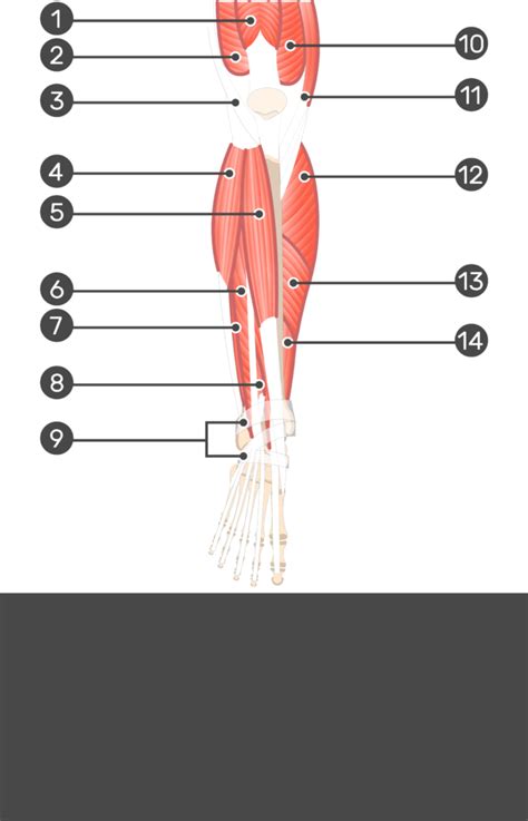 Extensor Digitorum Longus Model 70 Tendon Of Extensor Digitorum