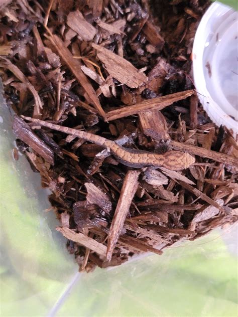 Identifying Lizard Hatchling Rreptiles