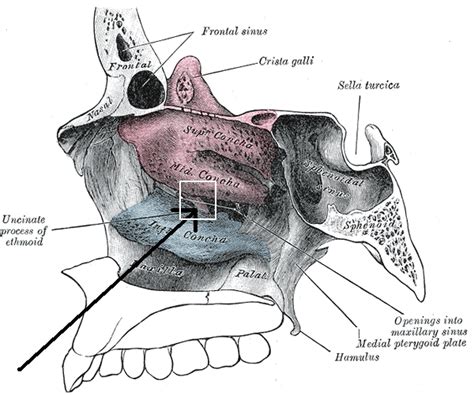 Uncinate Process Of Ethmoid Bone Wikipedia