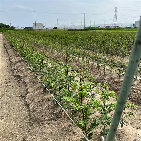 木の芽 木の芽屋（木の芽・フィンガーライム・露地野菜）