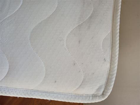 Are These Bed Bugs Signs Rbedbugs