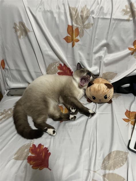 Angry Meow Meow Rcatsofrph