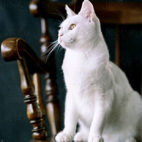 Alpine Cat The World Inside My Head Wiki Fandom