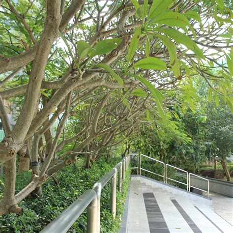 Nina Fossil Garden Hong Kong Updated December 2022 Top Tips Before