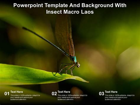 Powerpoint Template And Background With Insect Macro Laos