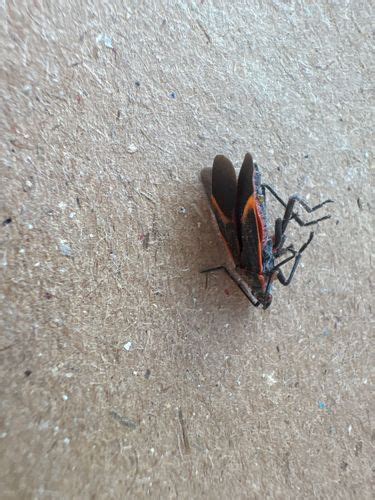 Boxelder Bug Identification Bug Identifier