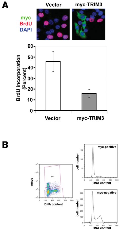 Trim3 Induces Growth Arrest Download Scientific Diagram