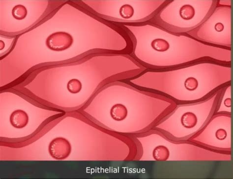 Epithelial Tissue Tissue Body Tissues Canvas Learning