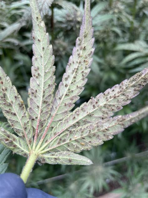 Im Pretty Sure I See Adult Root Aphids Ive Never Seen Them Develop Into Winged Adults Onto