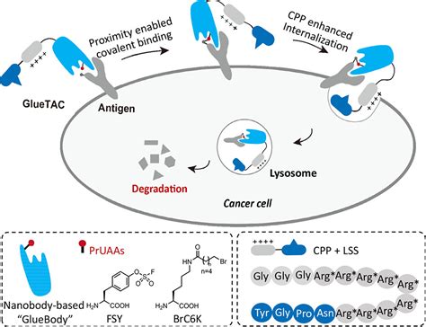 Chimera Genetics Diagram