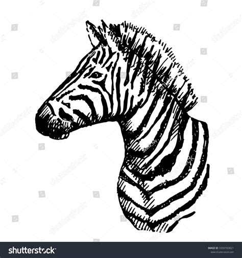 Hand Drawn Zebra Sketch Vector Illustration Stock Vector Royalty Free