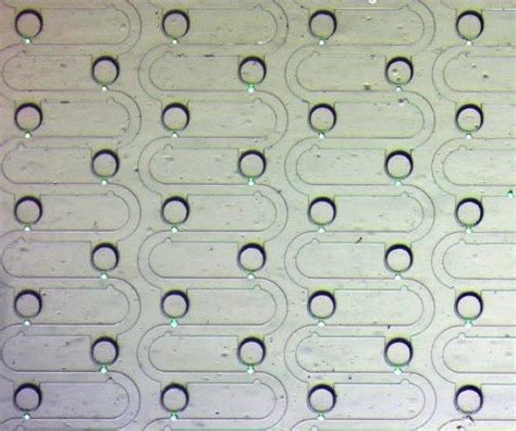 Multiple Single Cell Pairing Process A Triple Single Cell Pairing By Download Scientific